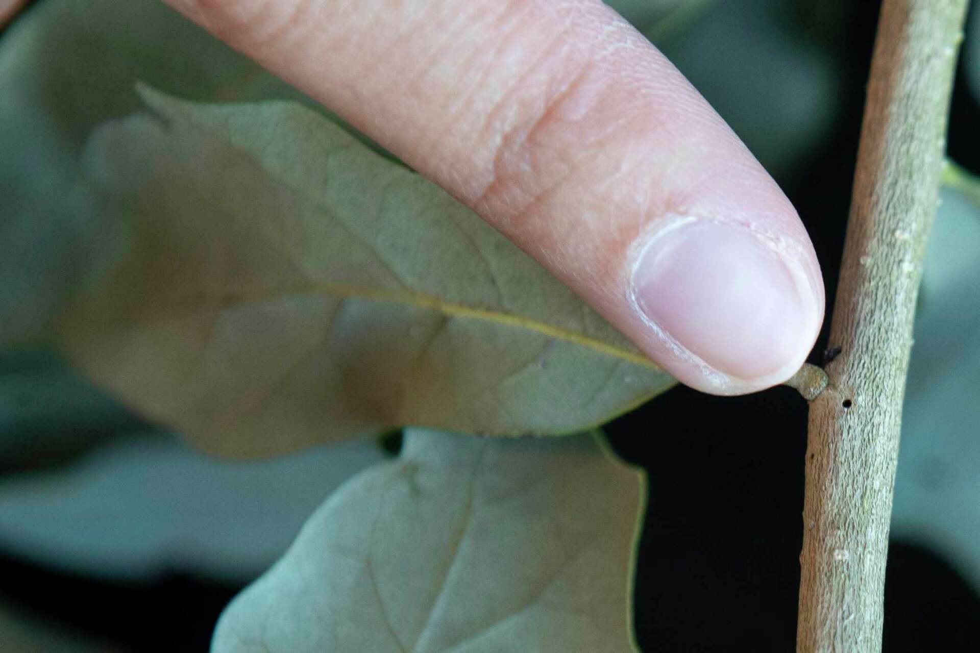 Rice grad student discovered a new Houston insect and named it after ...