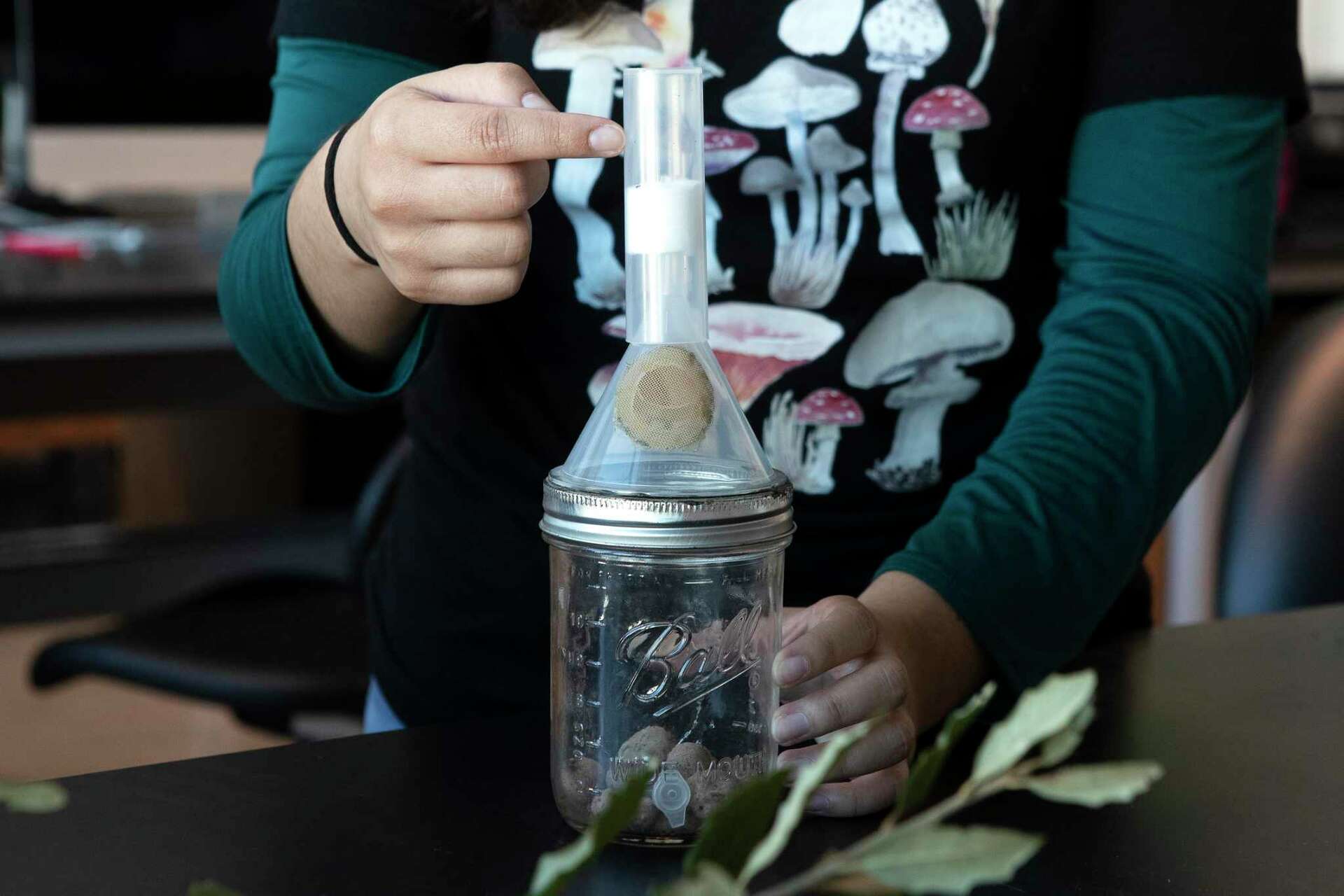 Rice grad student discovered a new Houston insect and named it after ...