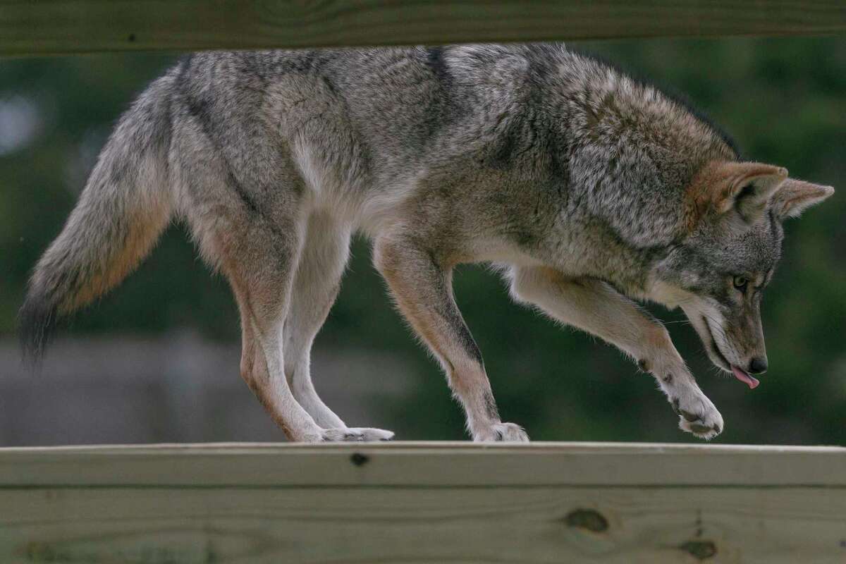 Mating season for coyotes amplifies the howling in San Antonio’s urban ...