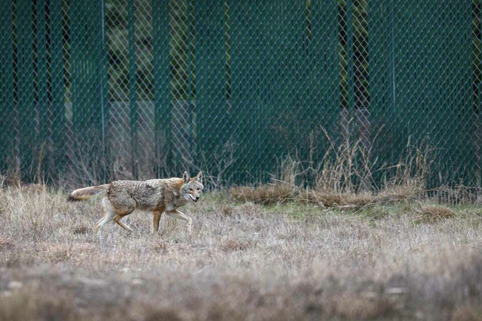 Mating season for coyotes amplifies the howling in San Antonio’s urban ...