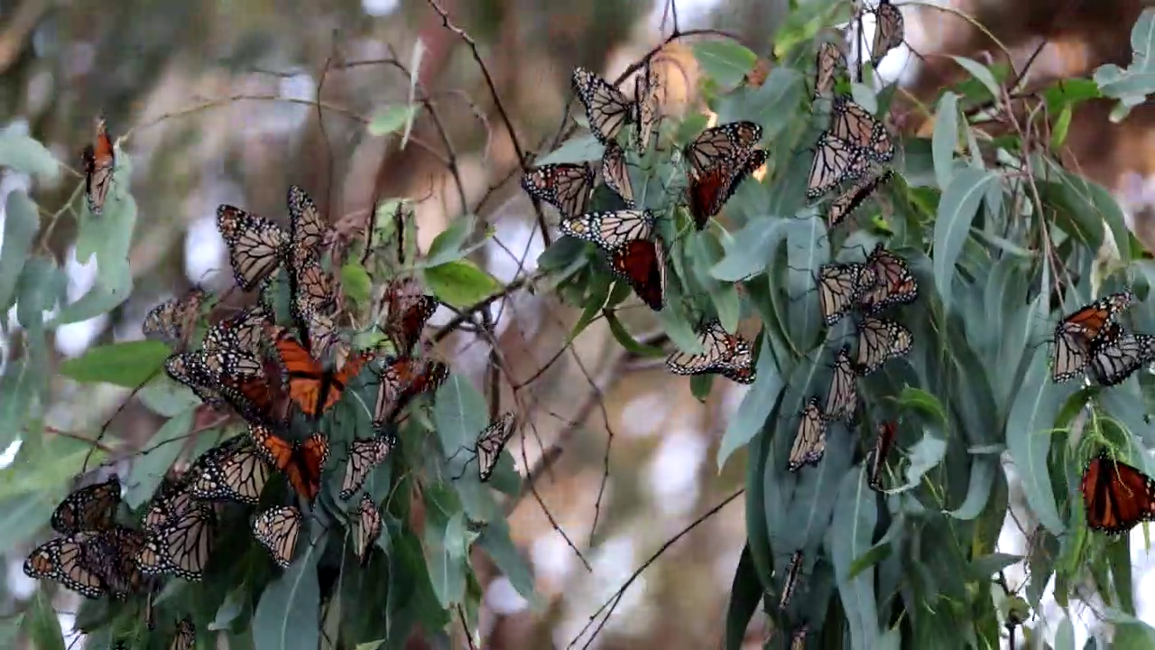 In historic year, more than 247,000 monarch butterflies counted in the west
