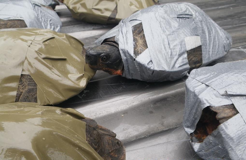 What do you know about illegal turtle trade in CT? DEEP wants to know