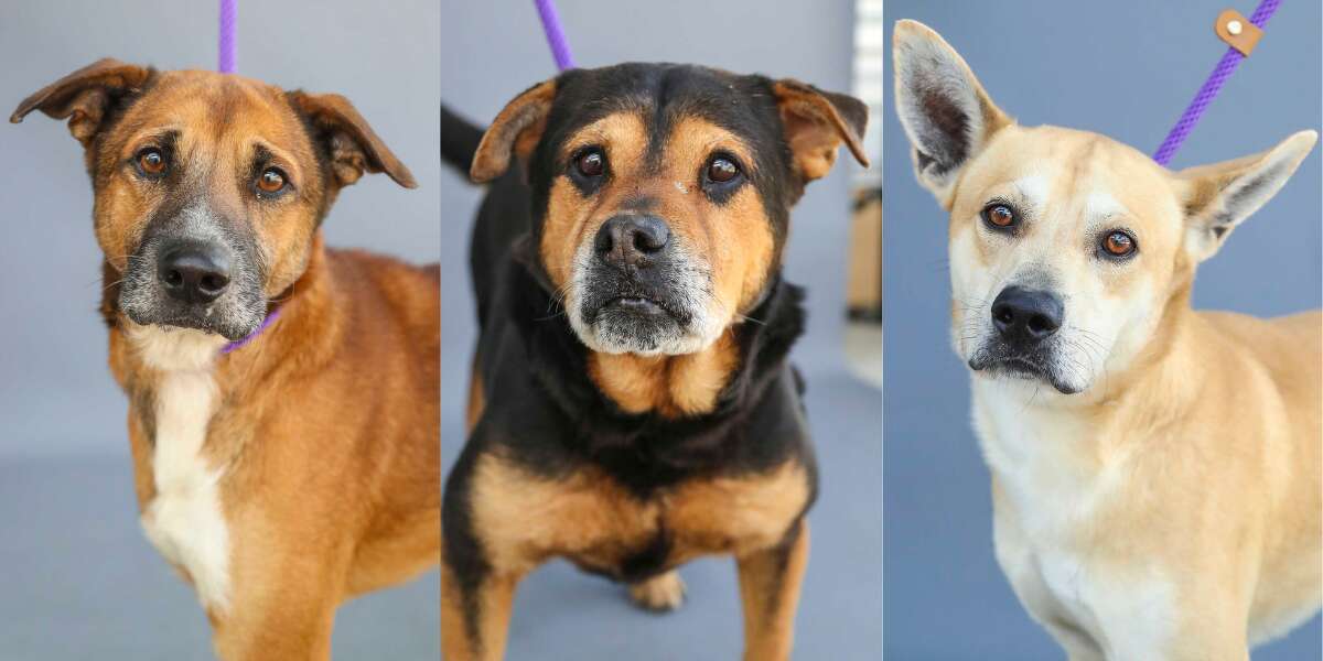 Pets of the Week: These Harris County shelter dogs have been waiting ...