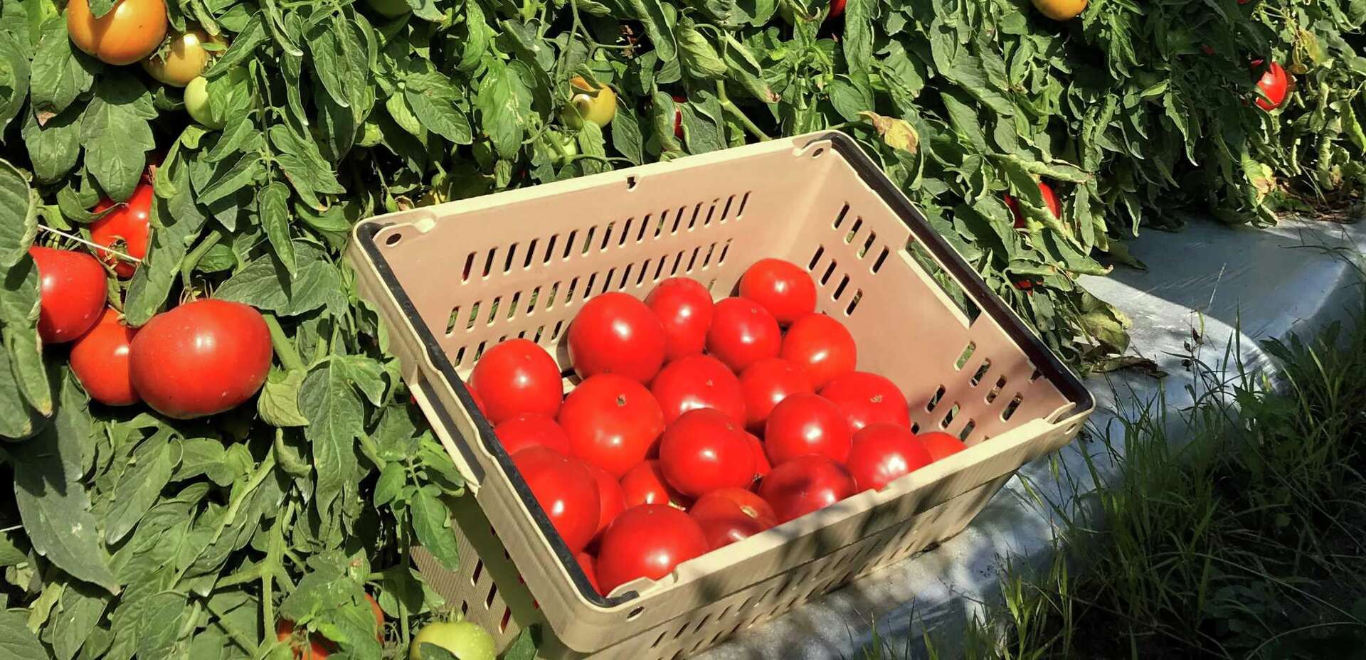 Look for the 2022 Rodeo Tomato STM2255 this month in San Antonio-area ...