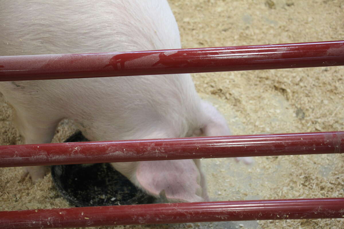 USA FFA hoping pigs help raise funds for greenhouse