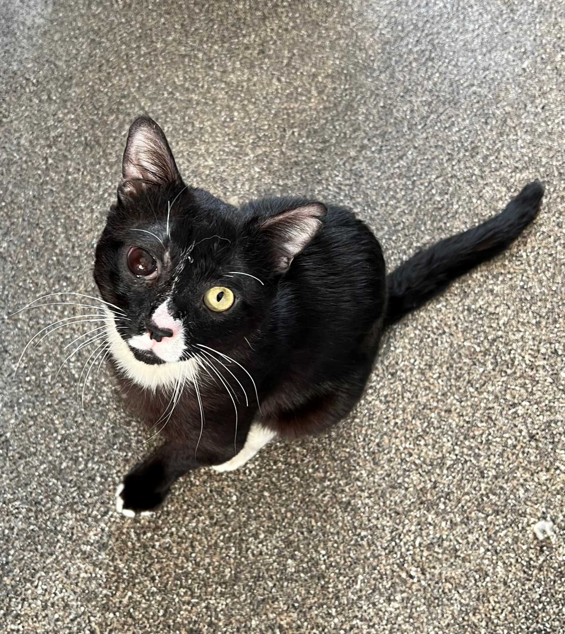 Police: Cat with broken legs, eye injury abandoned at I-95 rest stop in ...