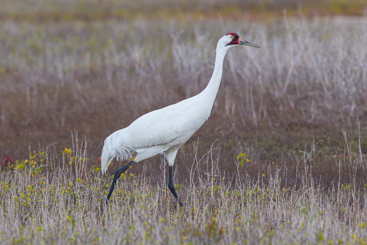 Meet Texas' majestic whooping cranes at Port Aransas festival