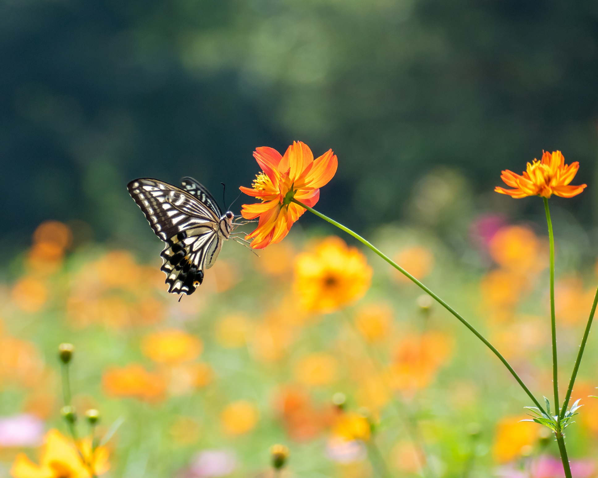 Texas butterfly sanctuary closes due to safety concerns