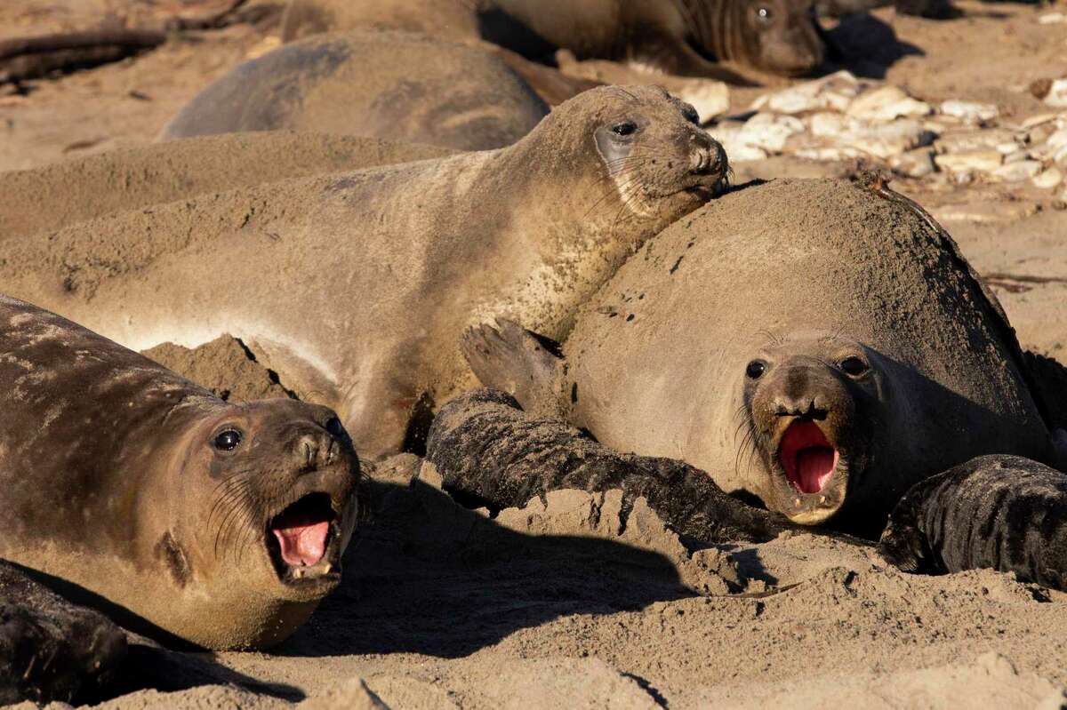 After 6,000 miles at sea, elephant seal C548 meets up with researchers ...