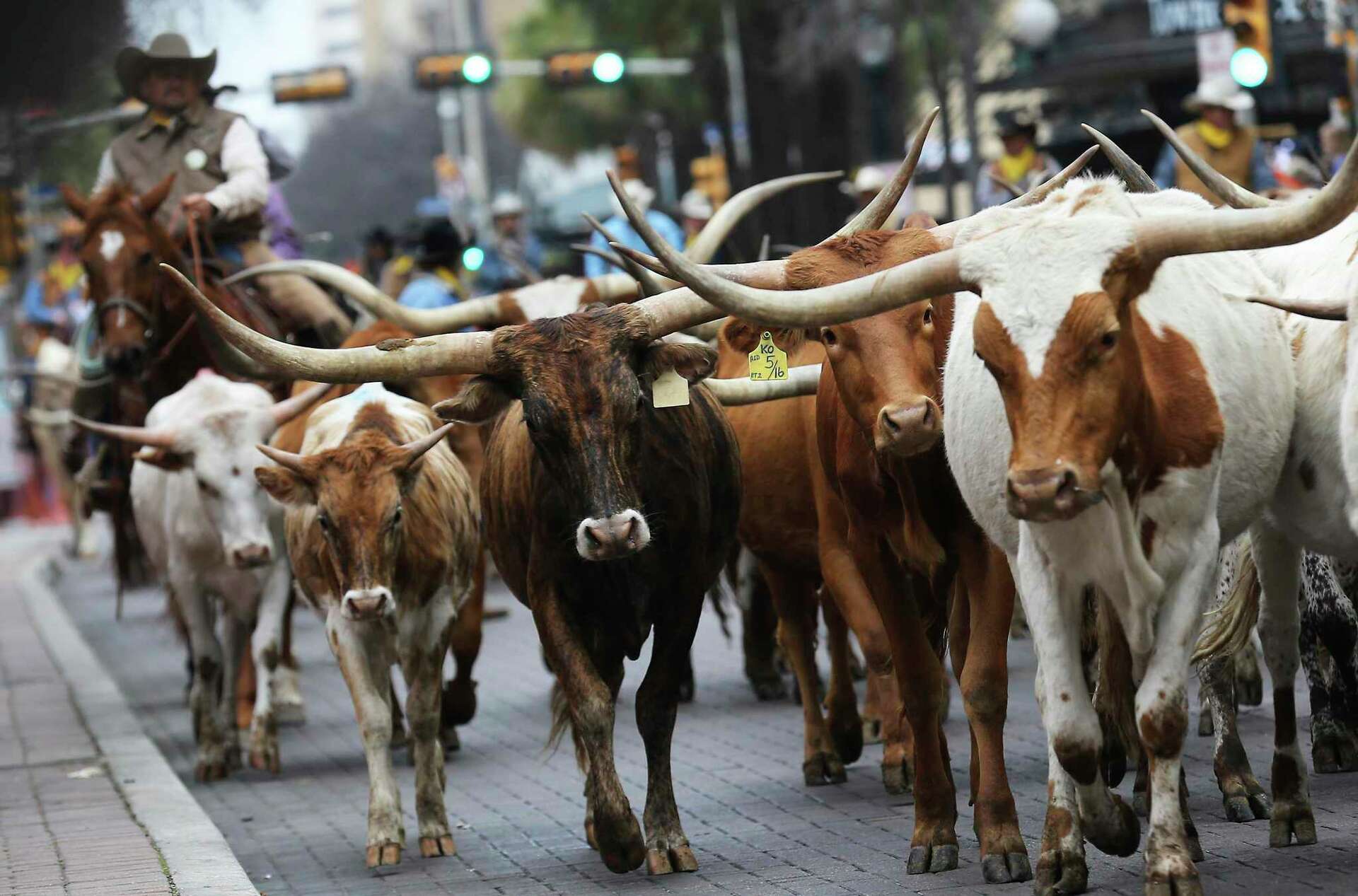 Western Heritage Parade & Cattle Drive set for Saturday