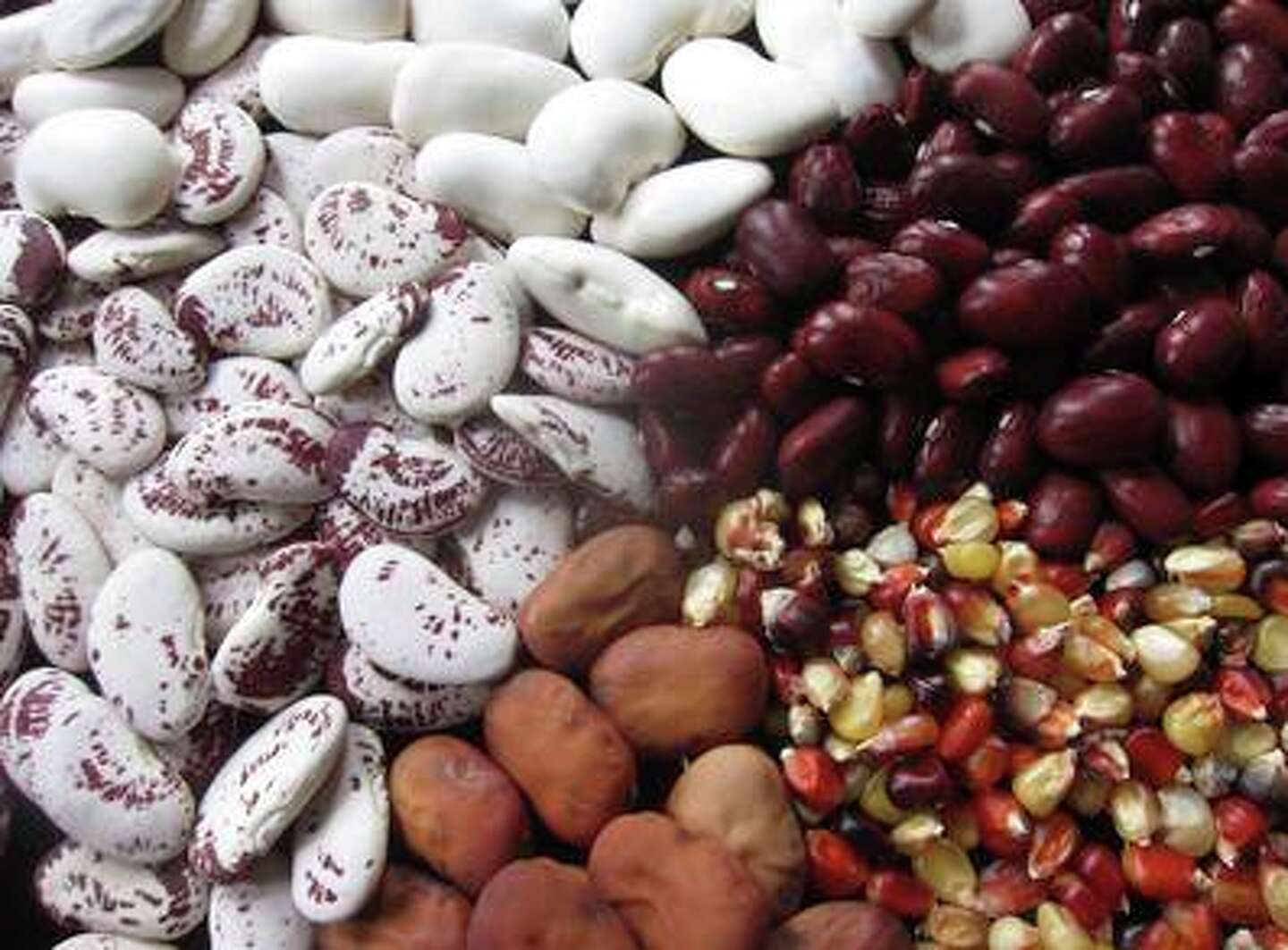 Home gardeners rejoice! Bay Area seed libraries are thriving right now