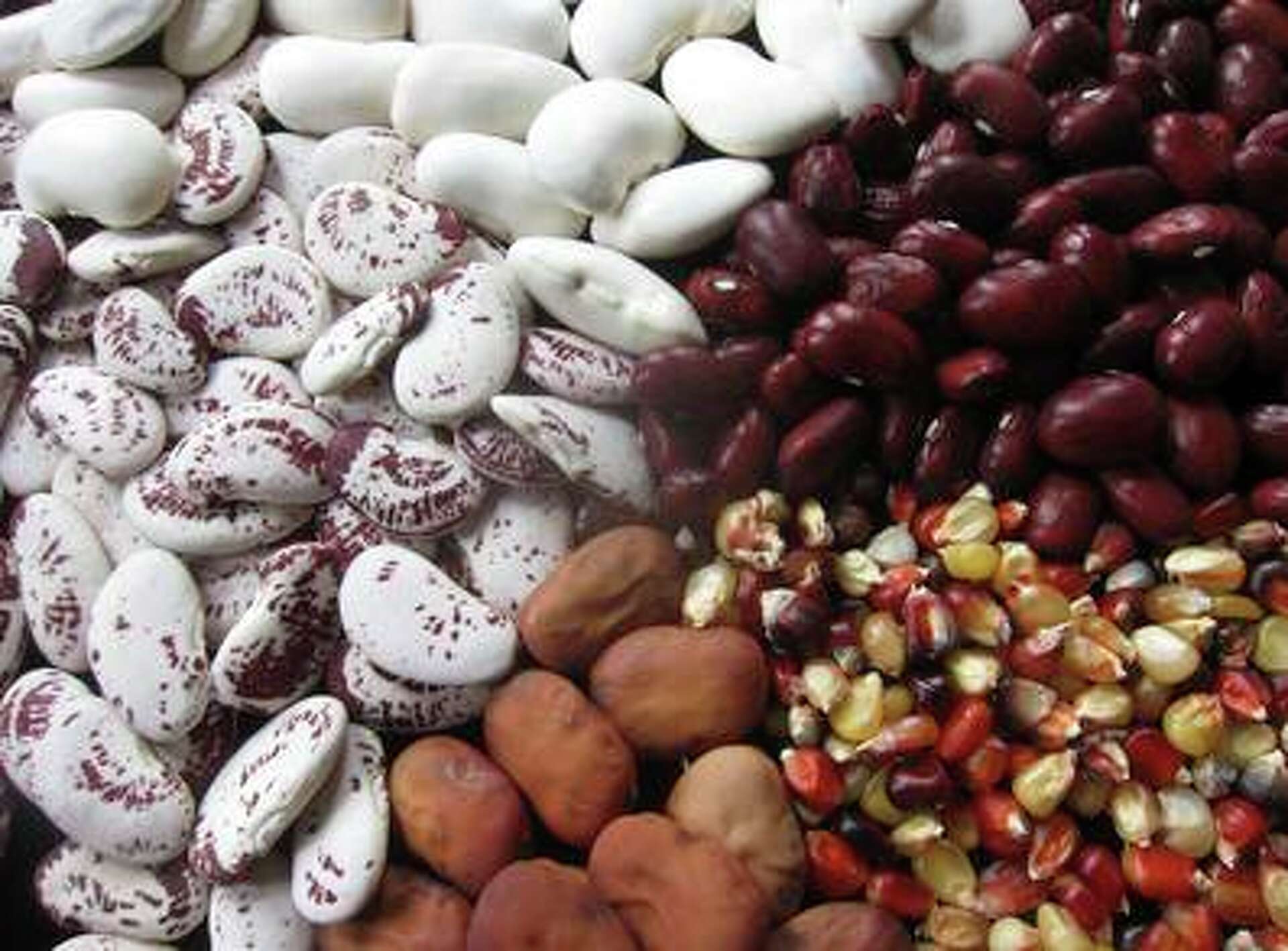 Home gardeners rejoice! Bay Area seed libraries are thriving right now