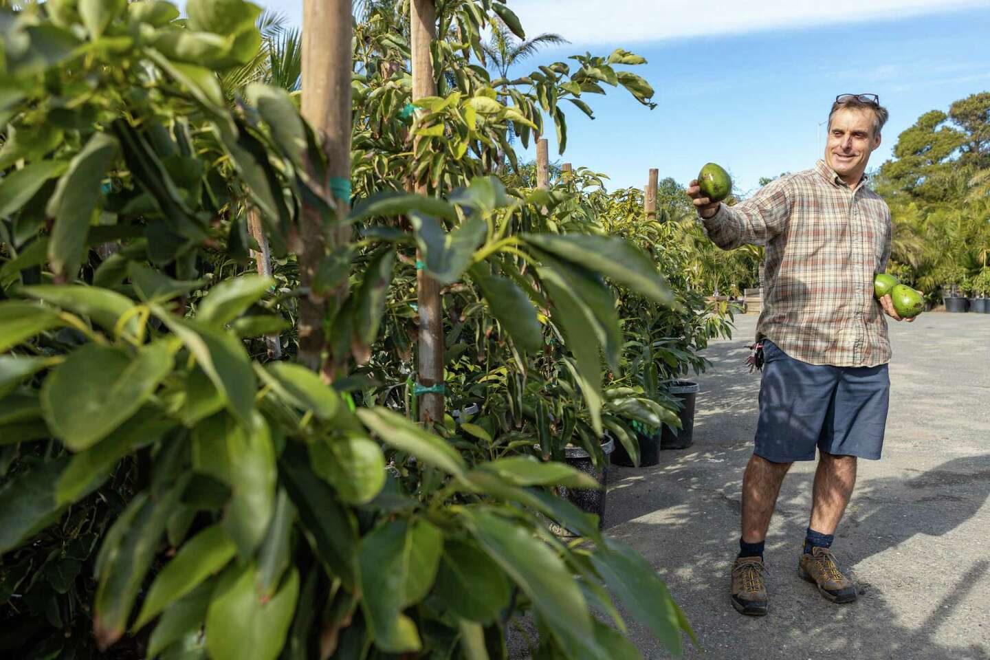 Bay Area yards are filled with mysterious avocado varieties. This man ...