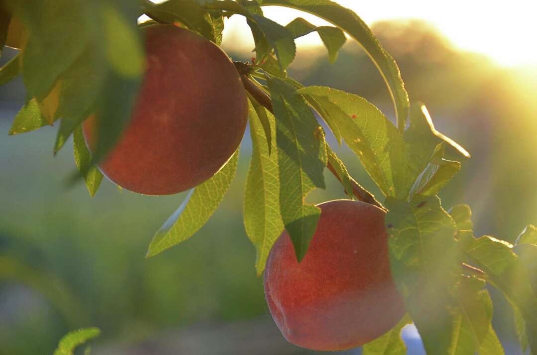 Your guide to growing and caring for peach trees in South Texas and San ...