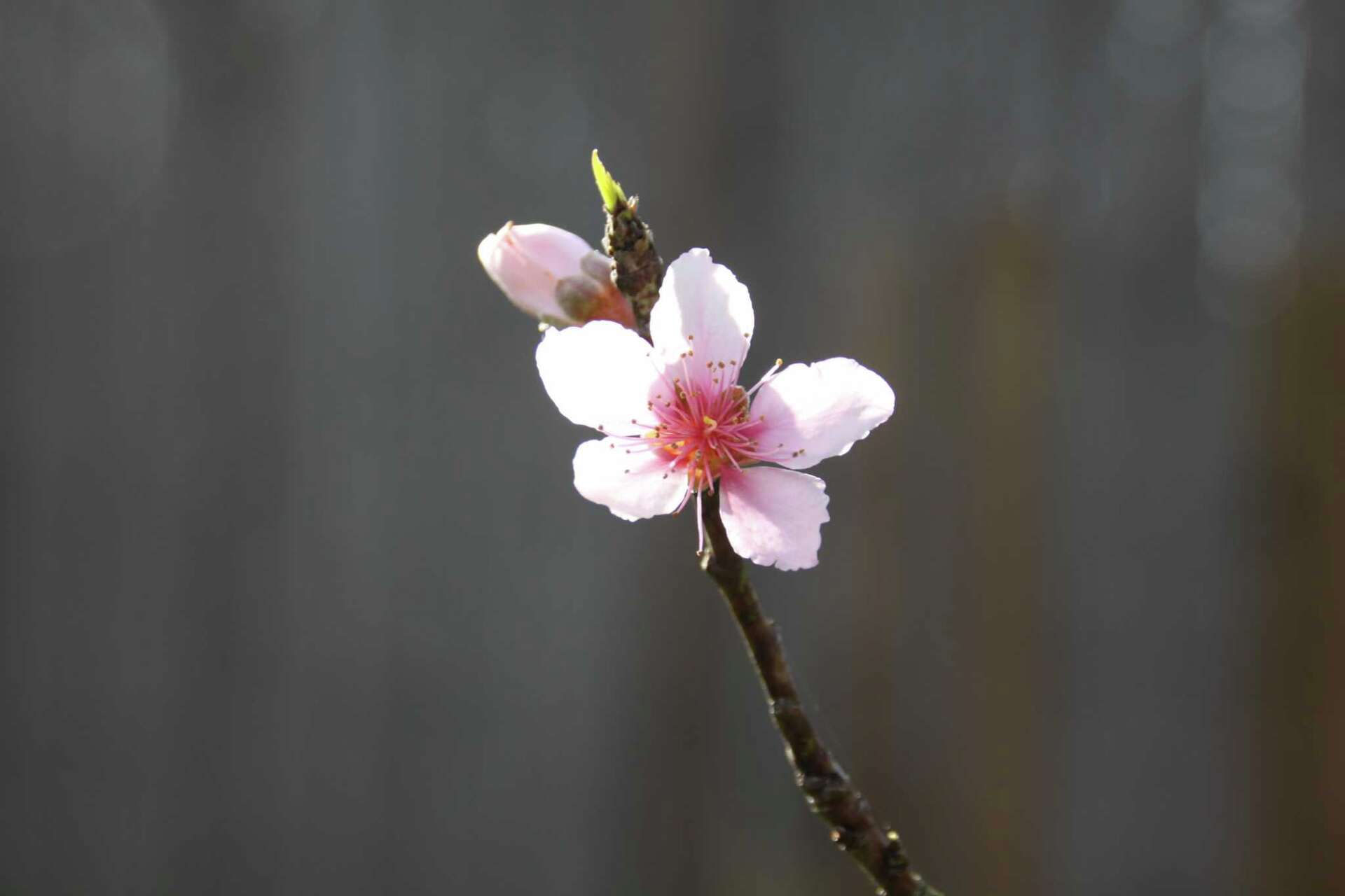 Your guide to growing and caring for peach trees in South Texas and San ...