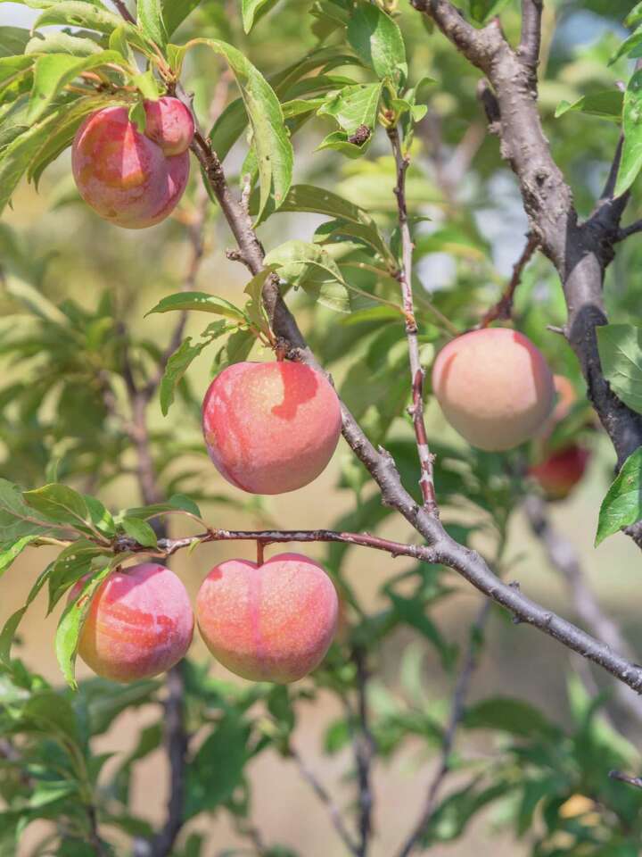 Your guide to growing and caring for peach trees in South Texas and San ...