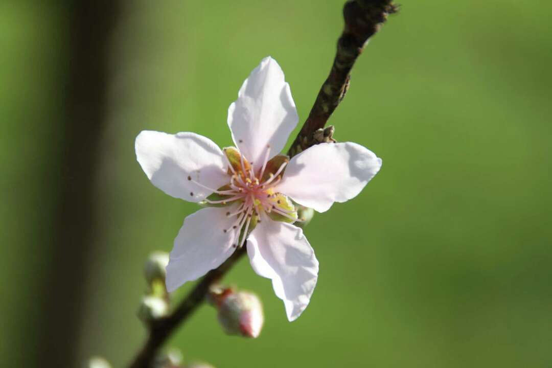 Your guide to growing and caring for peach trees in South Texas and San ...