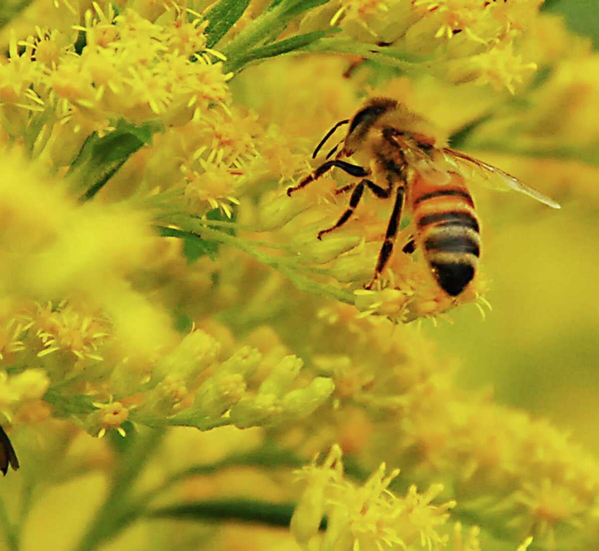 Goldenrod species display differences if you look closely