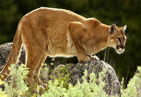 Mountain Lion Sightings Fuel Lore in Eastern Massachusetts
