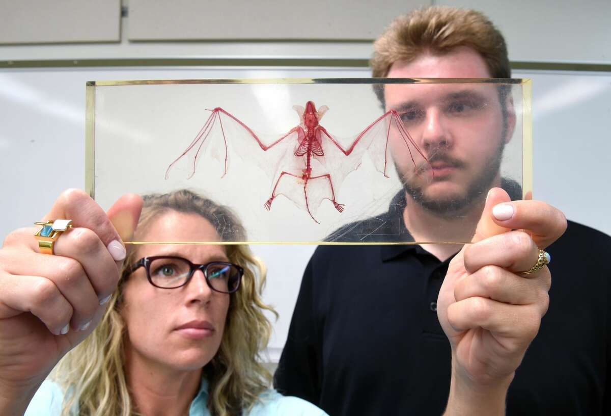 Robert Miller: Our only flying mammal gets a bad rap