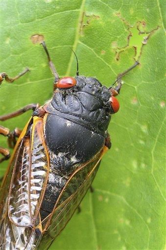 Our Own Amazing Bug (Cicadas)