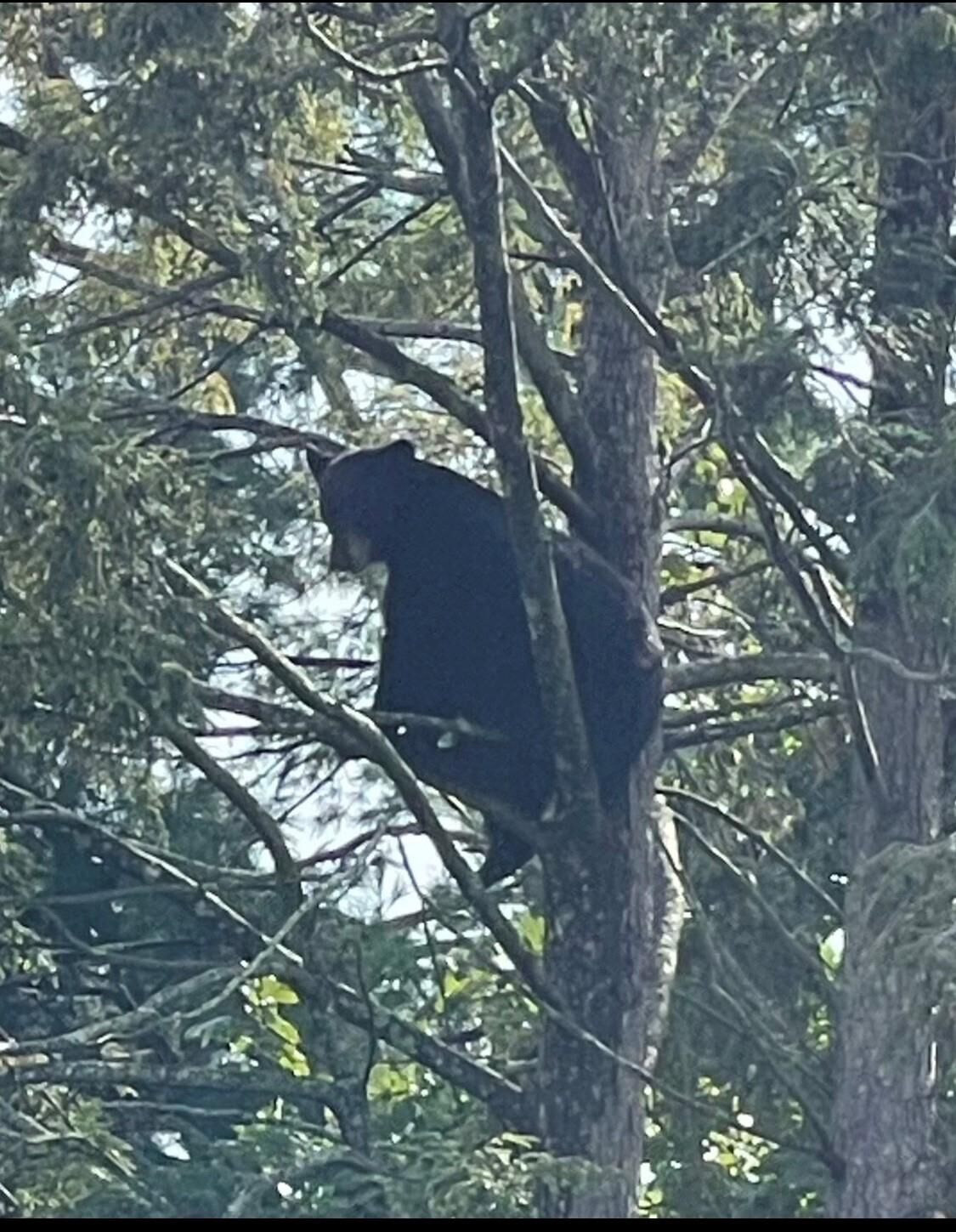 Bear stuck in tree for days latest of ‘nonstop’ sightings in West Hartford