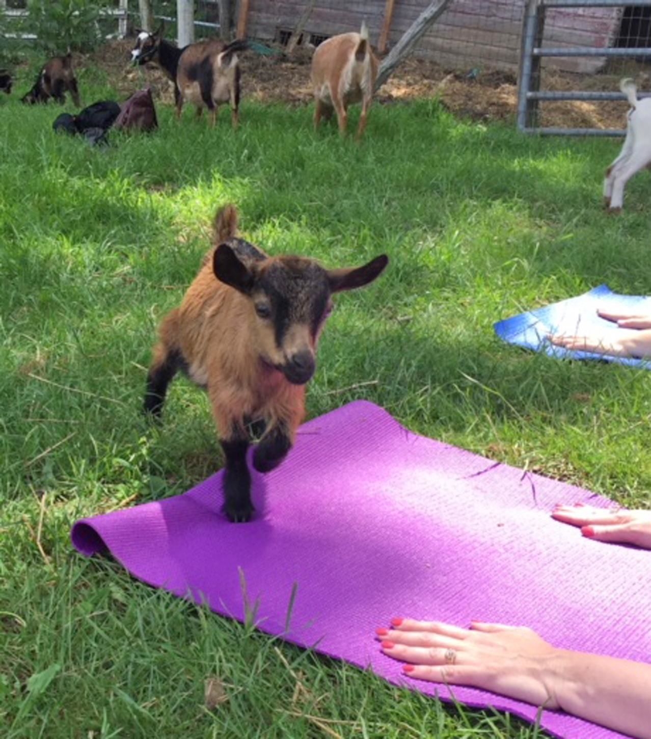 Goat Yoga class benefits farm programs at Flanders Nature Center