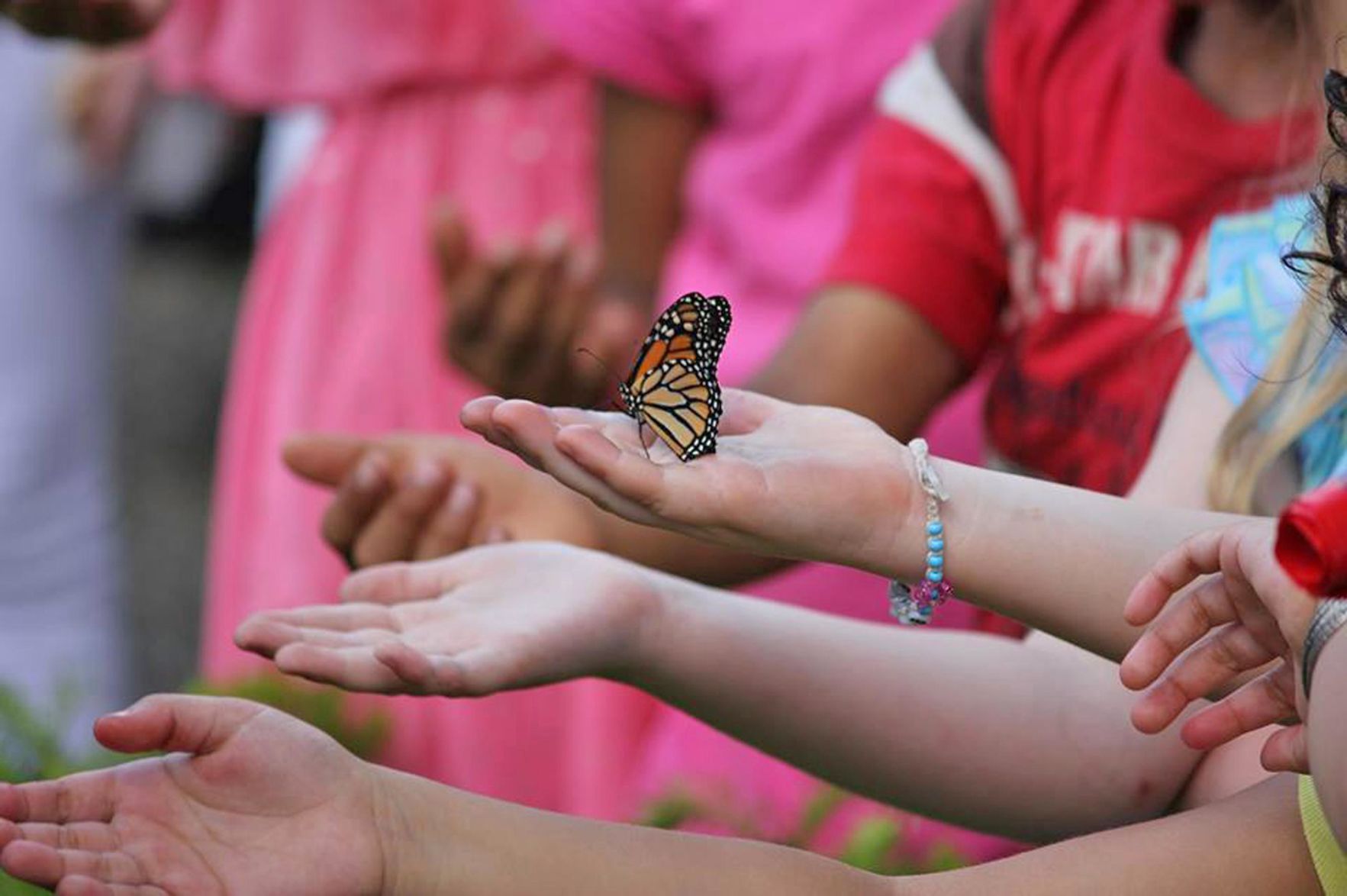Learn about Monarch butterfly tagging at event