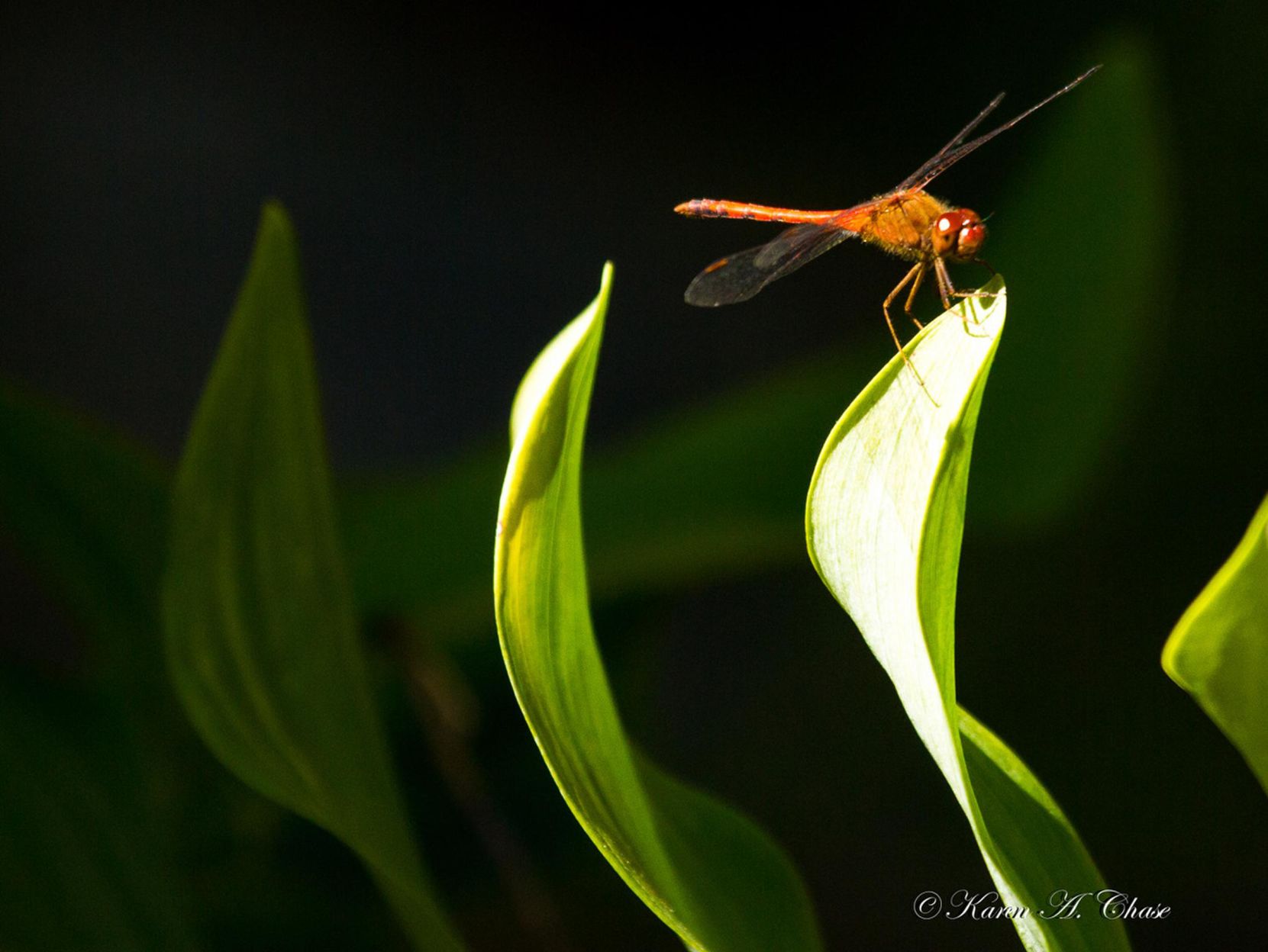 Kent photographer presents her ‘Collection of Stuff’ at library