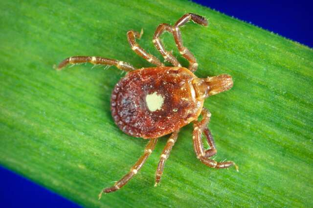Invasive tick species is being found in more CT counties, report says