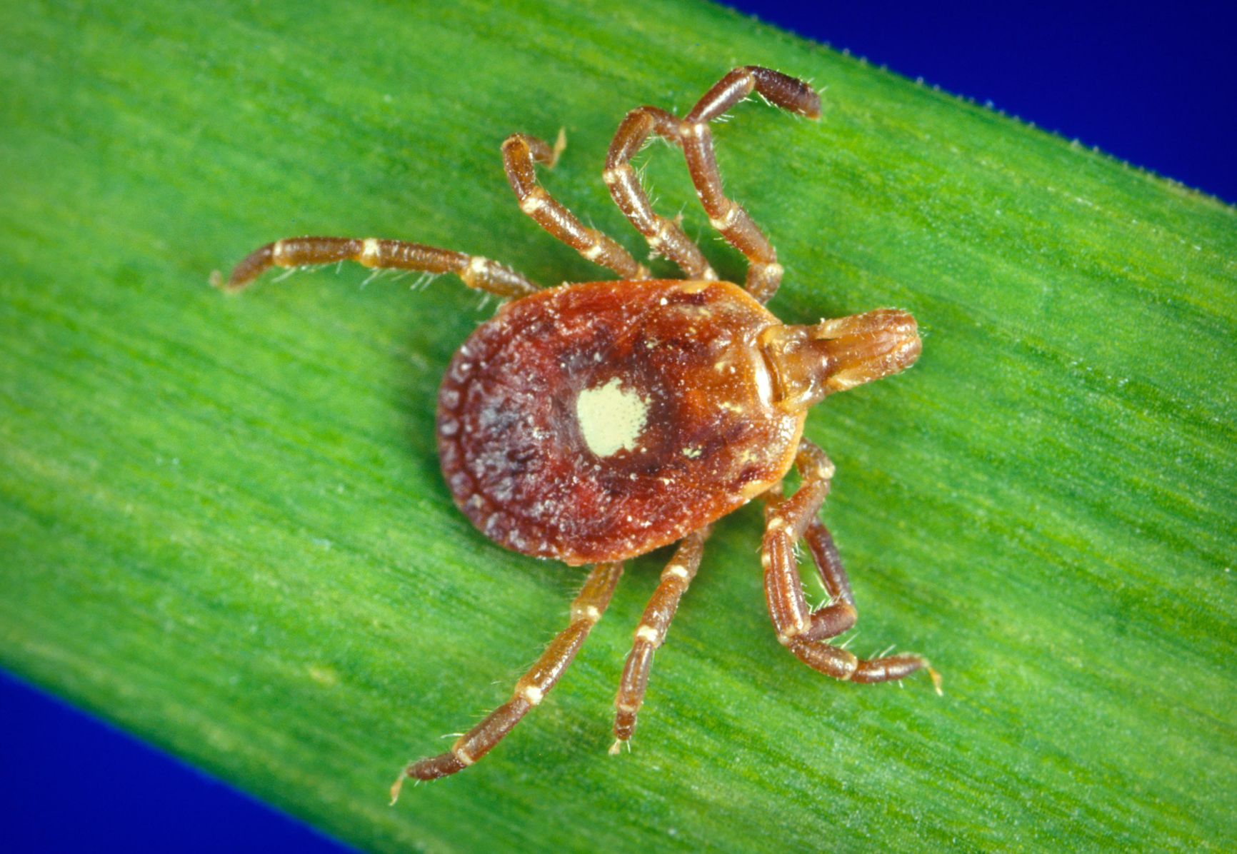 Invasive tick species is being found in more CT counties, report says