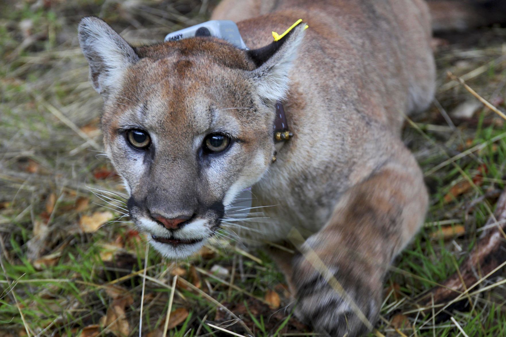 Another View: Are there mountain lions in Connecticut?