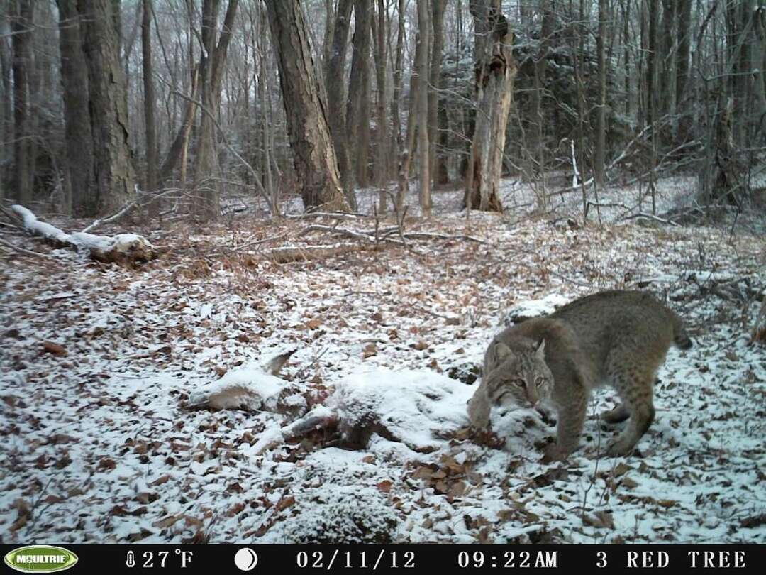 Bobcats in Connecticut are on the hunt. What you need to know.