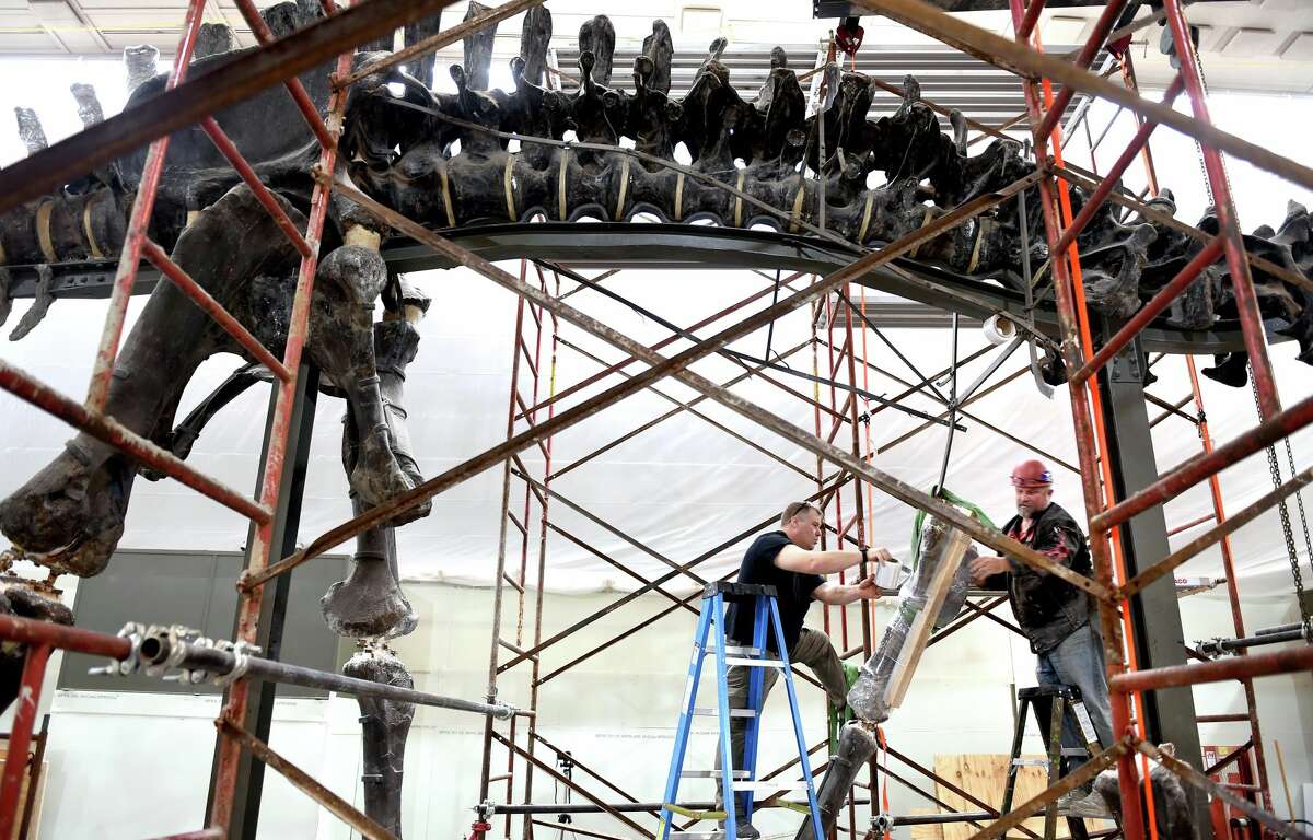 Brontosaurus last of Peabody dinosaurs to head for Canadian rehab