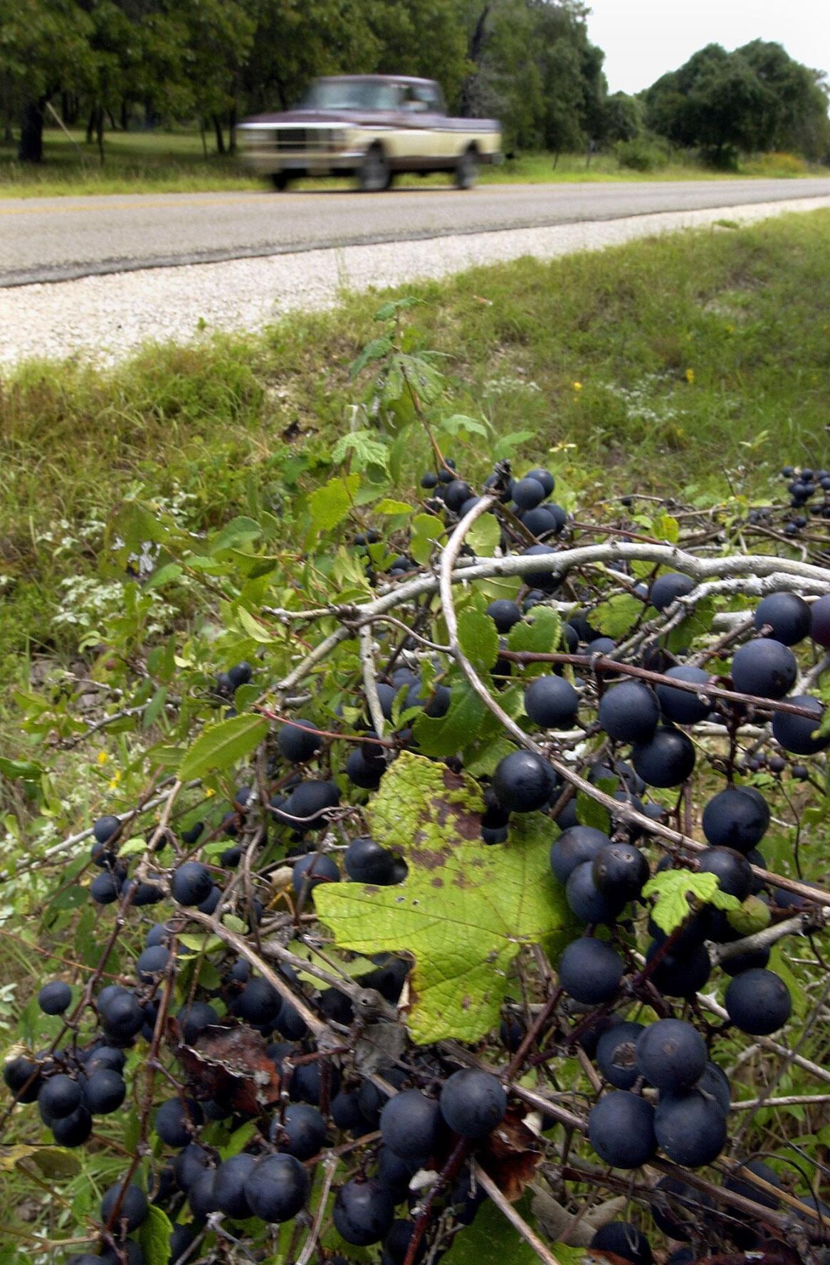 Robert Miller: Wild grape vines attract critters and kids alike