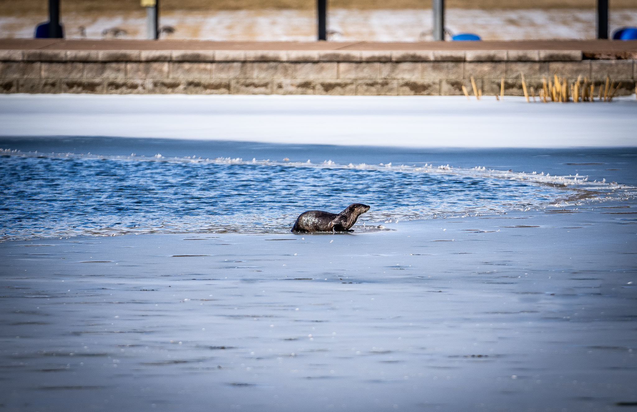 Otter makes St. Louis suburb's pond its home