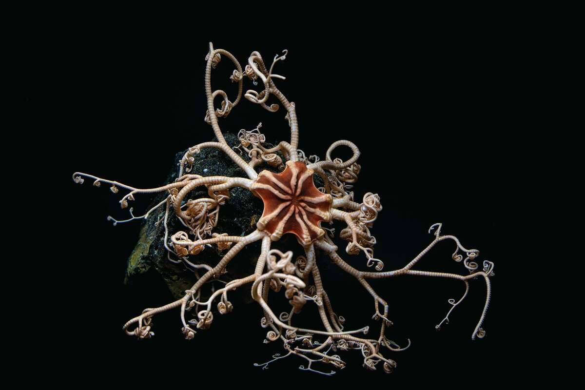 New Monterey Bay Aquarium exhibit to feature deep sea creatures that ...