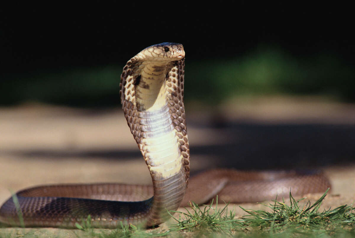 Grand Prairie man arrested for release of venomous pet cobra