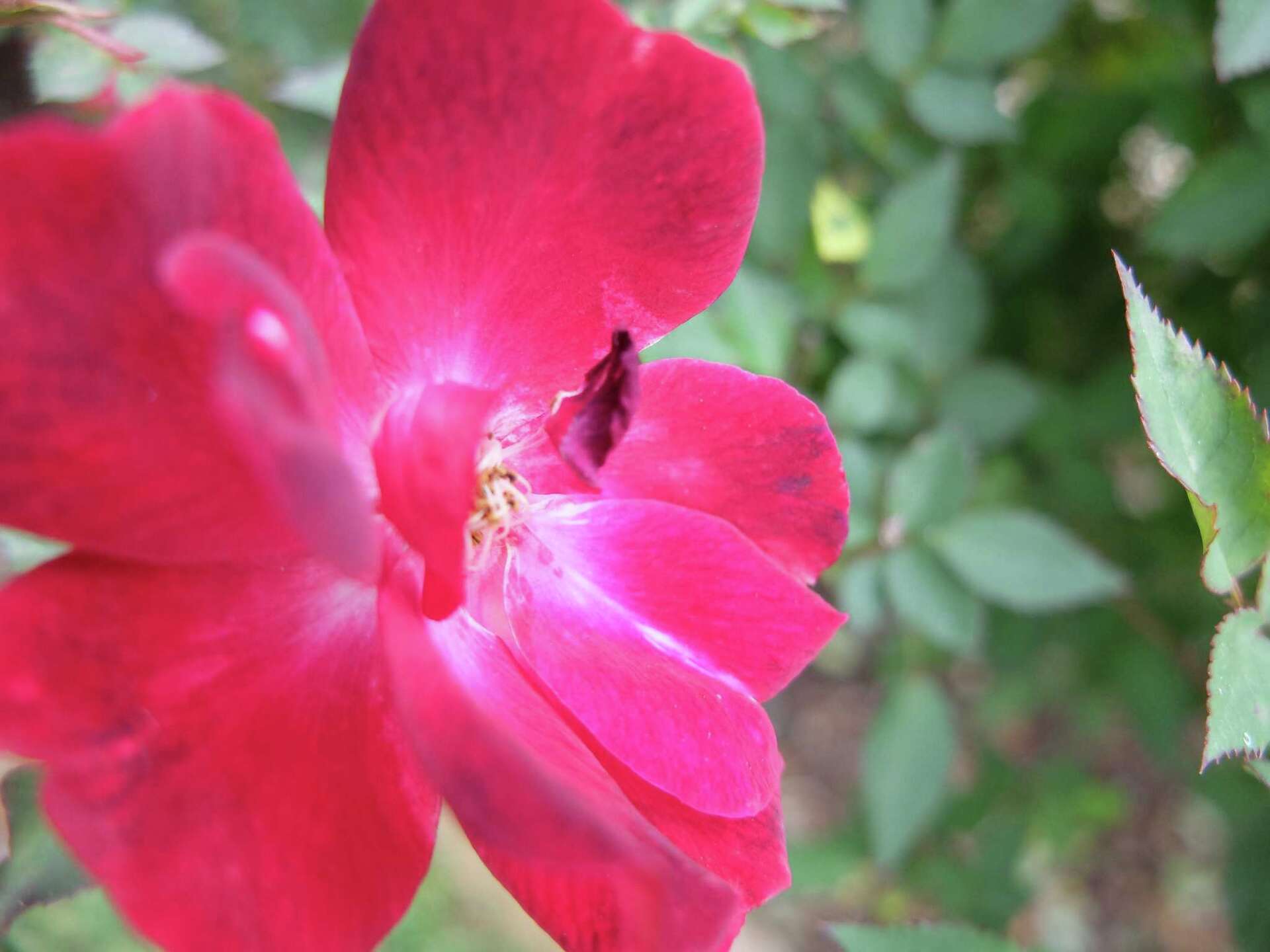 Calvin Finch’s guide to the best old-fashioned and tough modern roses ...
