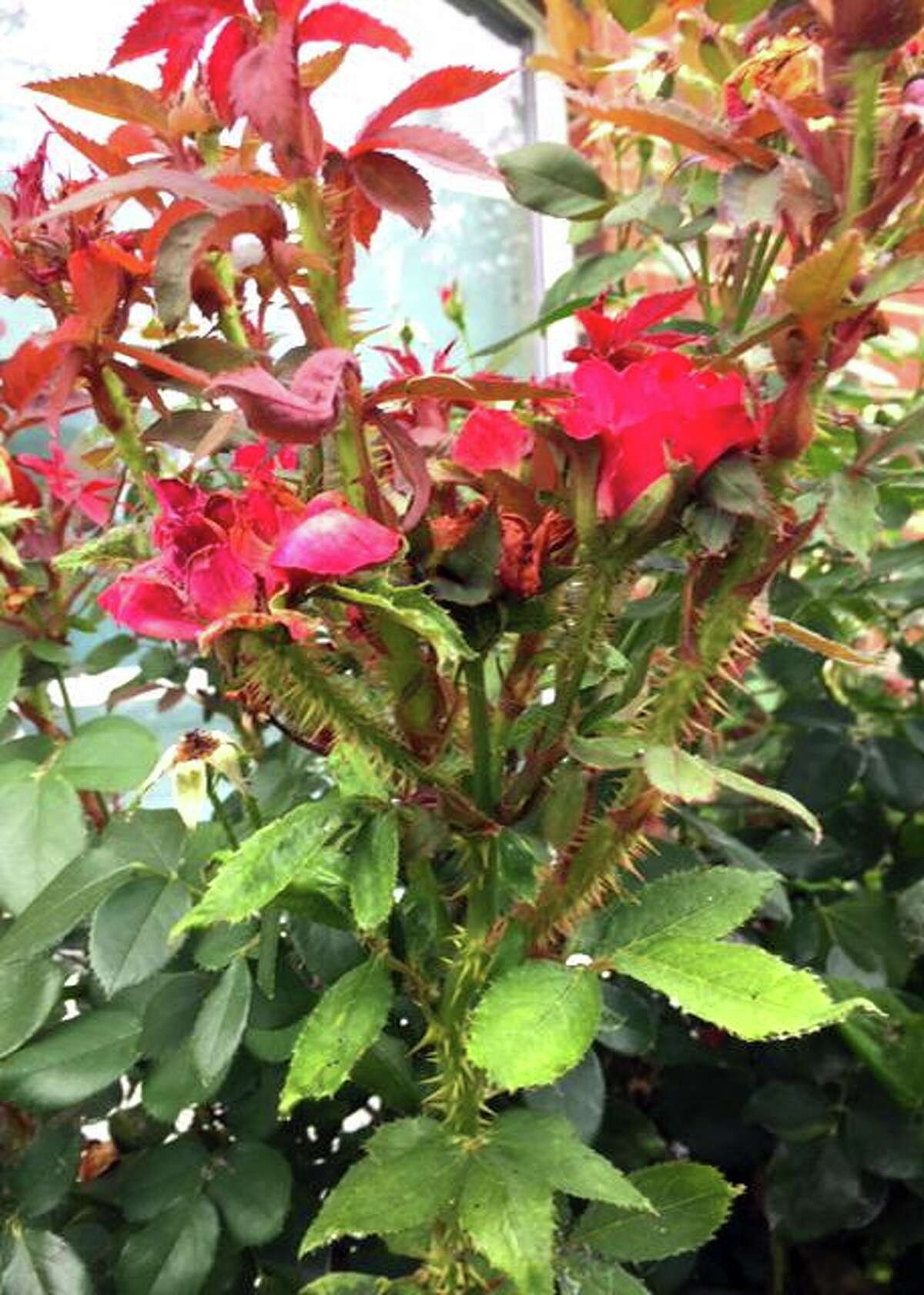 Calvin Finch’s guide to the best old-fashioned and tough modern roses ...