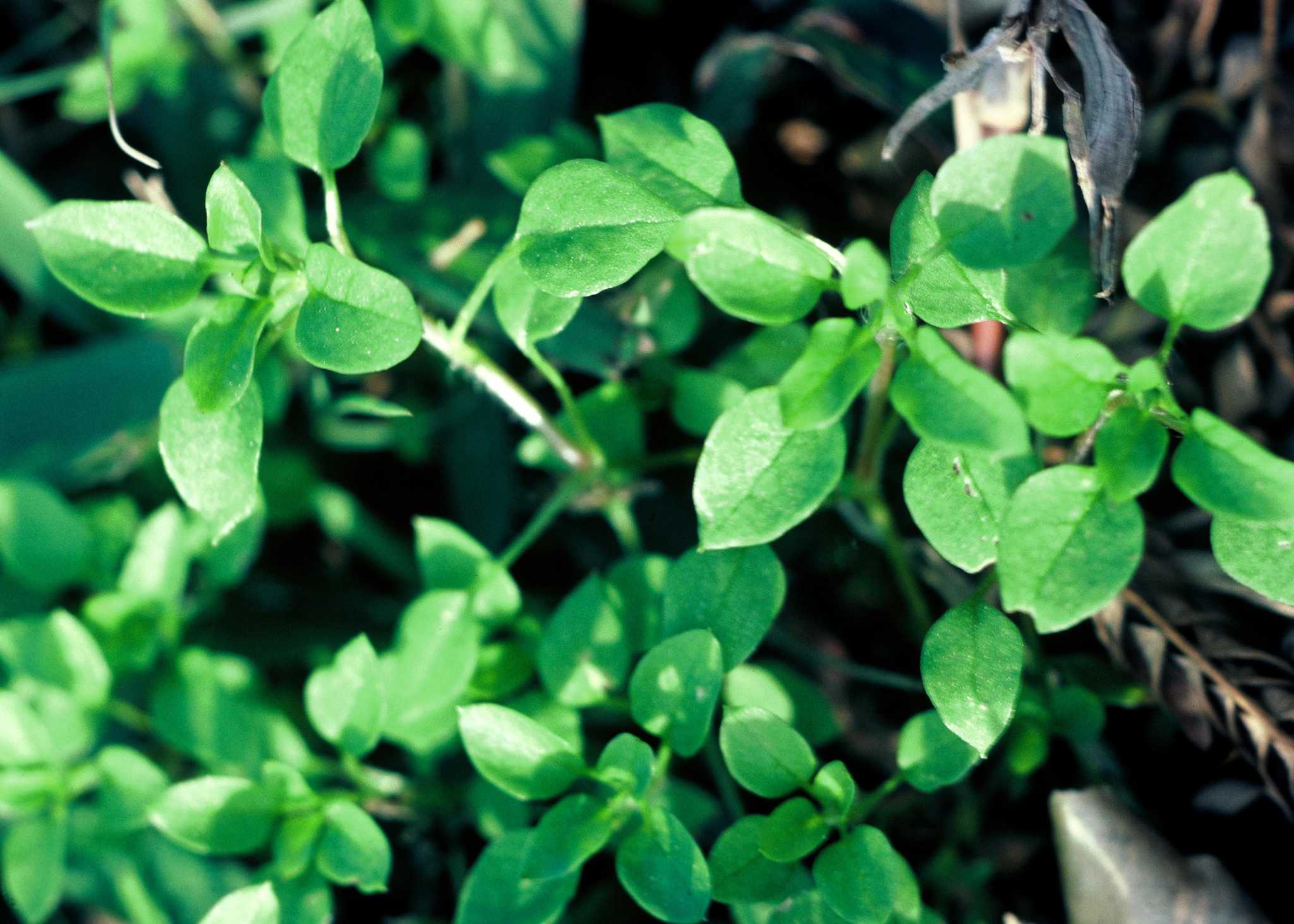 How to control the winter weeds henbit and chickweed sprouting in San ...