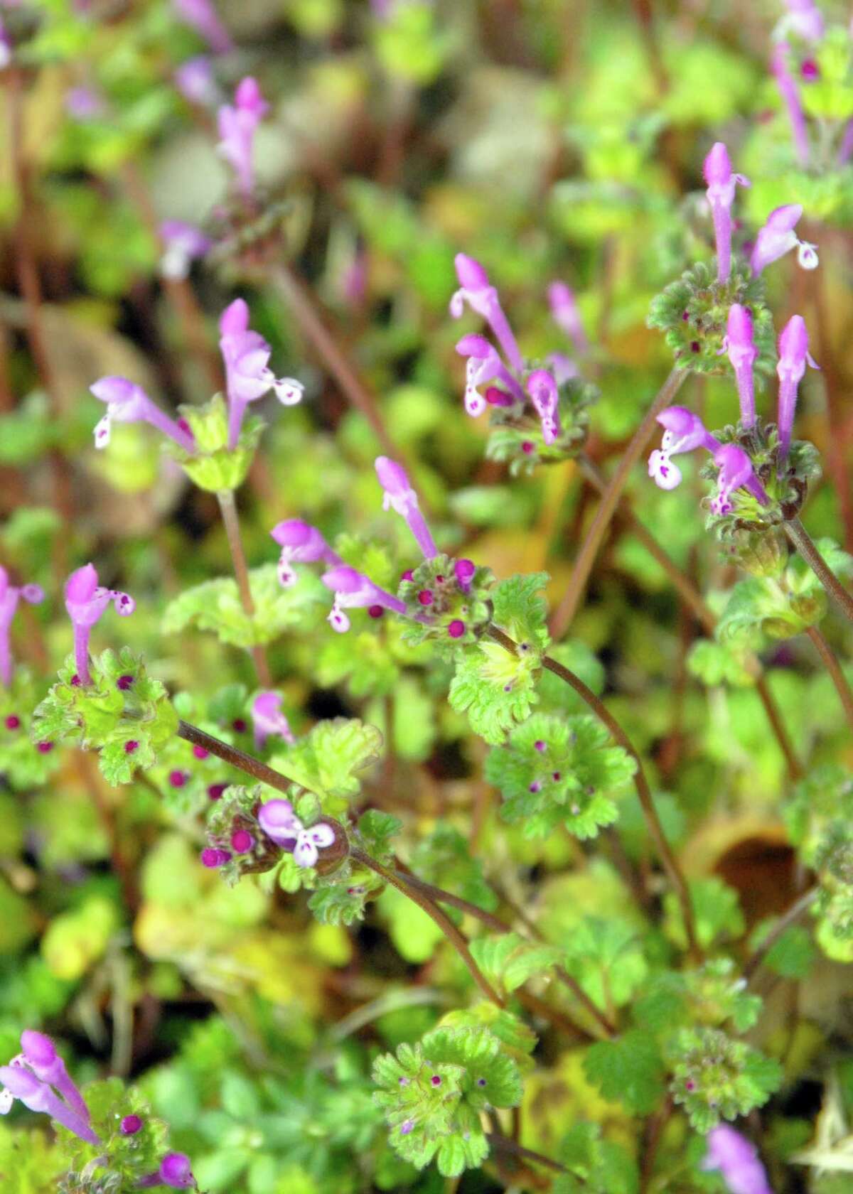 How to control the winter weeds henbit and chickweed sprouting in San ...