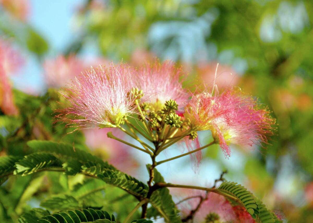 How to control the winter weeds henbit and chickweed sprouting in San ...