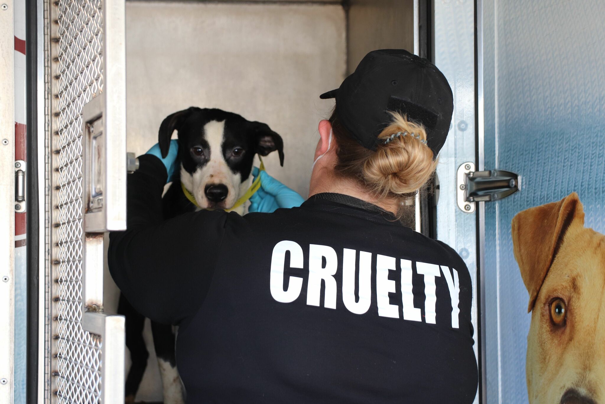 50 dogs displaced from small San Antonio home