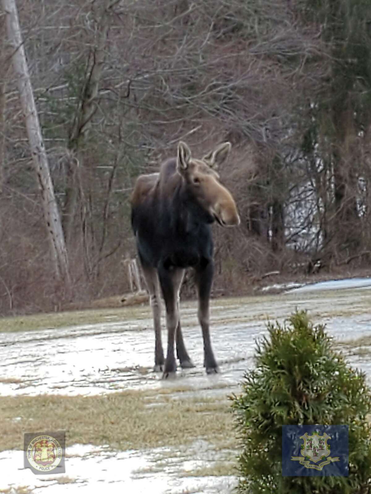 Police: Moose spotted by side of the road in Winsted