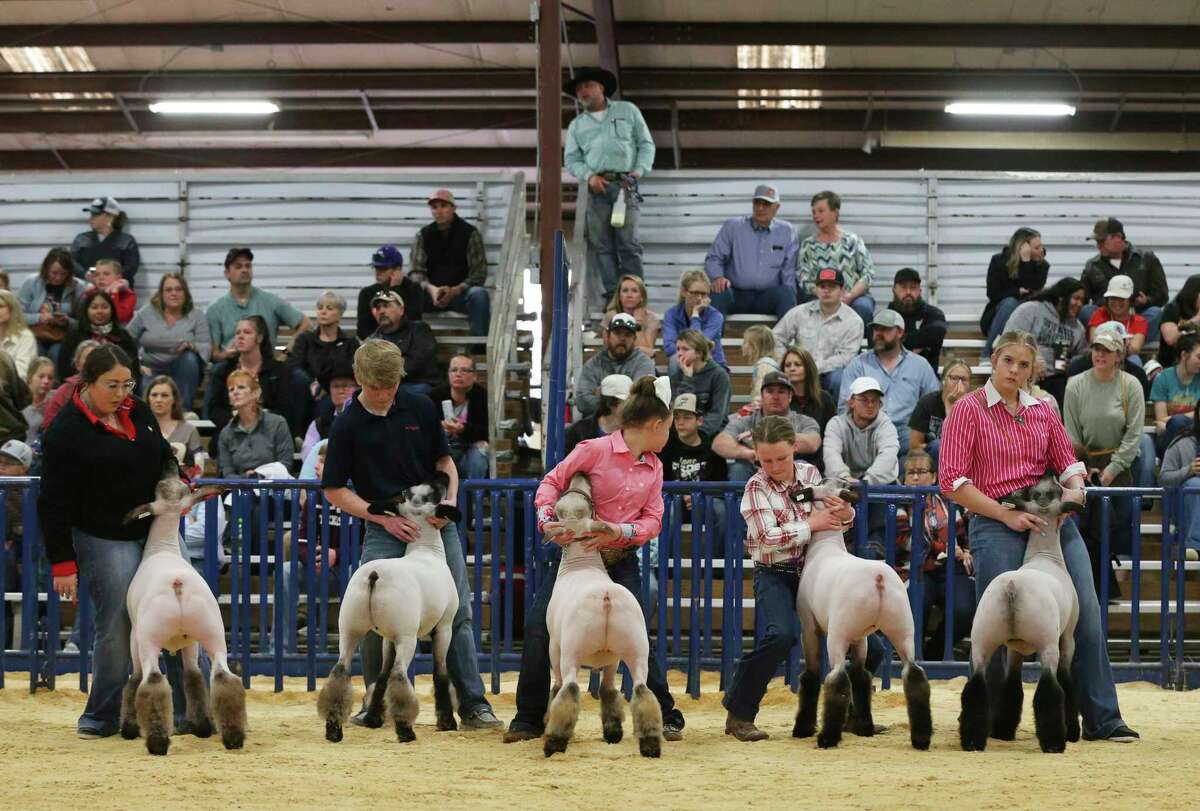 Months of feeding and grooming lambs pays off at the San Antonio ...