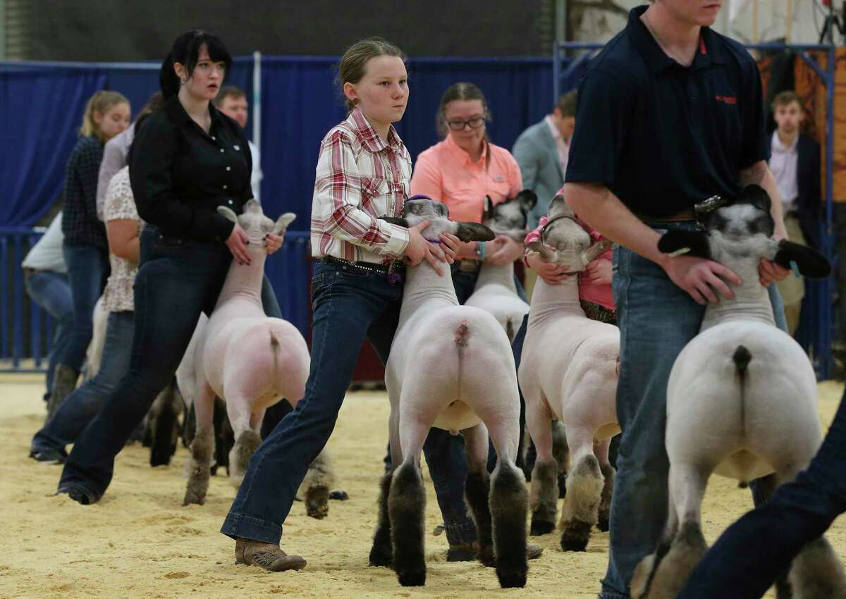 Months of feeding and grooming lambs pays off at the San Antonio ...