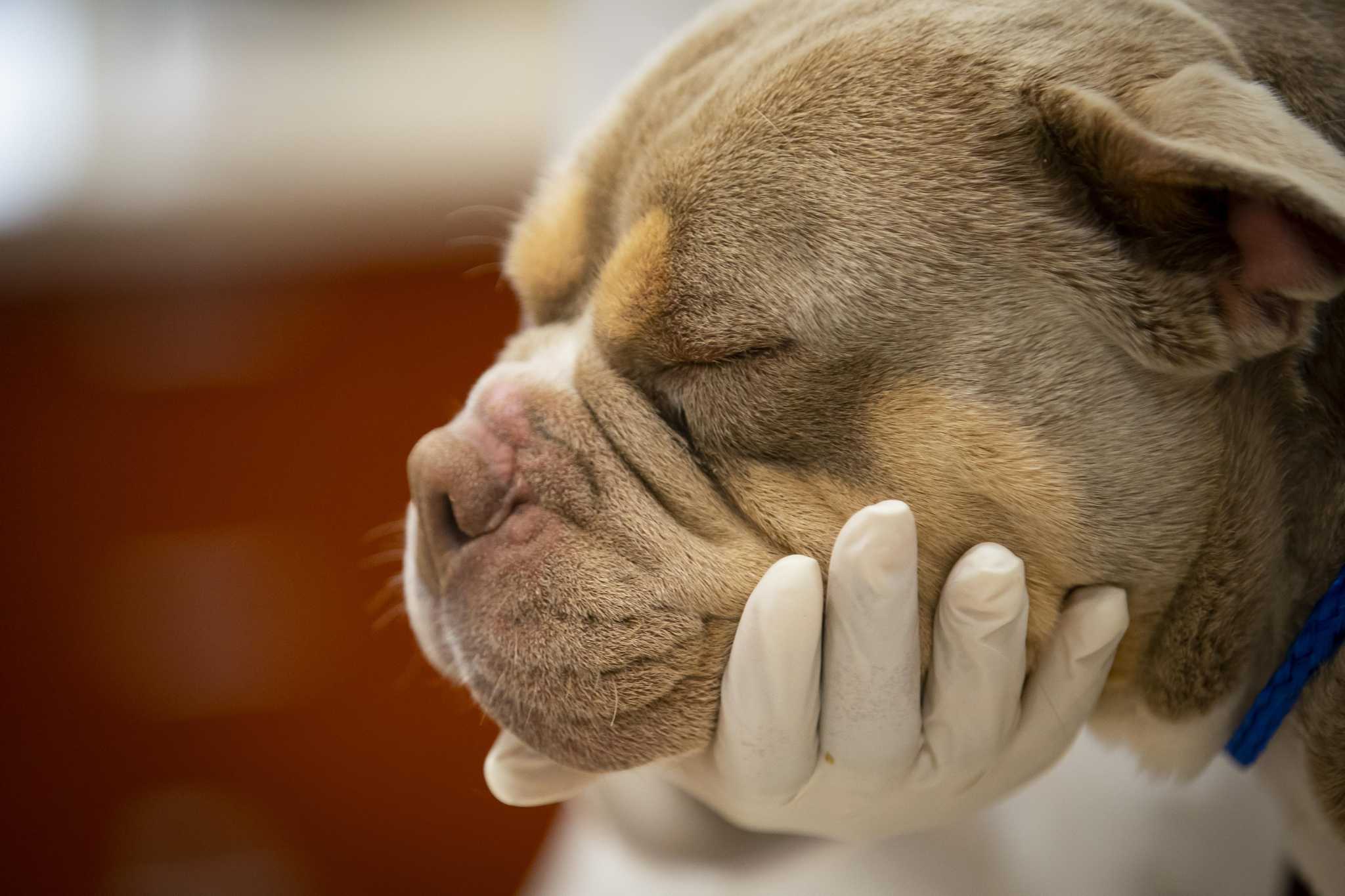 Yep, your pet insurance premiums are also increasing. Here's why.