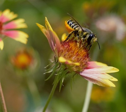Here's how to attract native bees