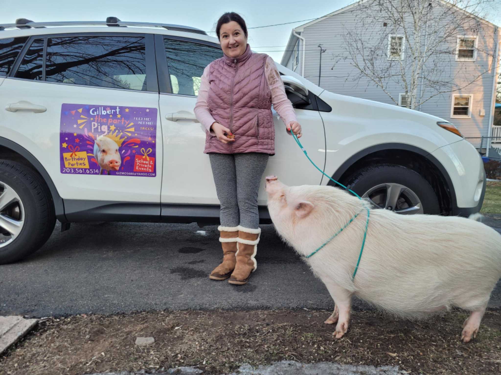 Beloved mini pig Gilbert enjoys new party career across Connecticut